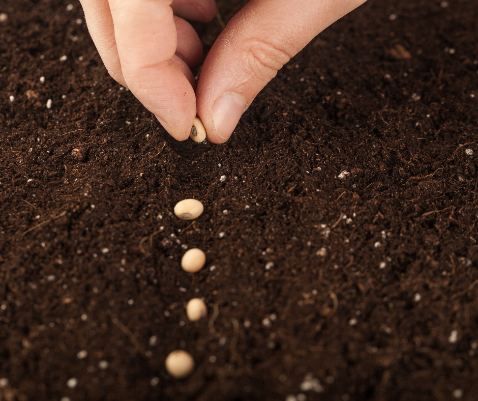 Seed to Soil | Sanctioned Love